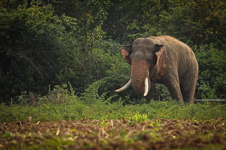 Sri Lankan Tuskers: Majestic Elephants, Habitat & Conservation