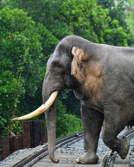 Sri Lankan Tuskers: Majestic Elephants, Habitat & Conservation